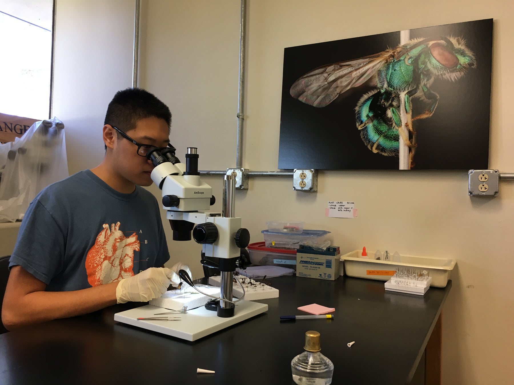 Bugs in Bugs | Freshman Research Initiative